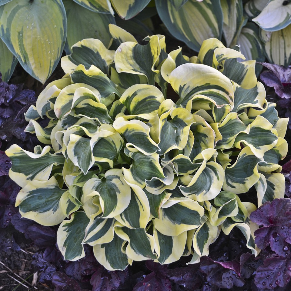 MINI Hosta BLUE MINI SKIRT miniature foliage perennial shade plant | eBay