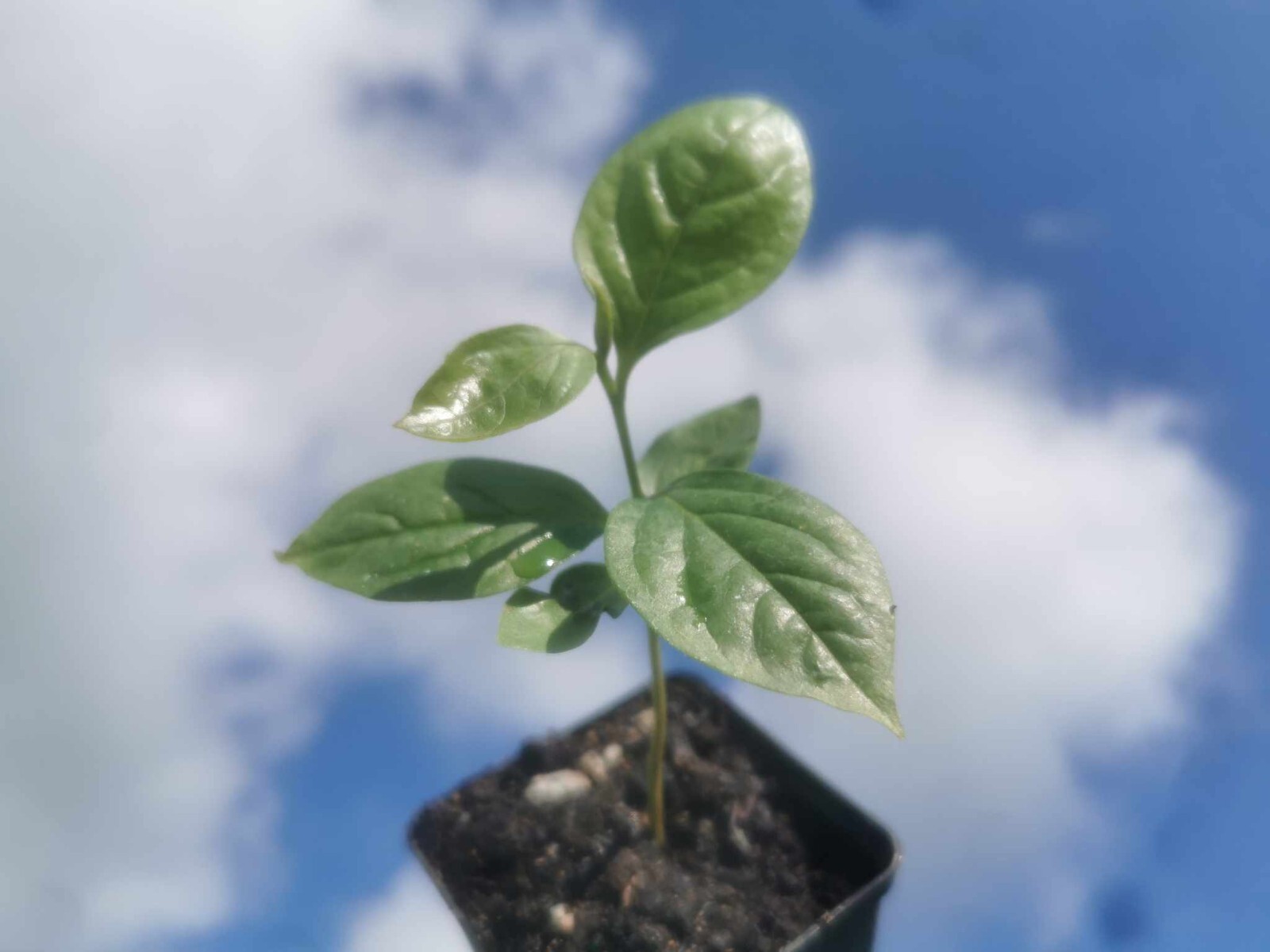 DIOSPYROS KAKI, Sharon Fruit Tree, Japanese Persimmon, sweet, hardy, 8 ...