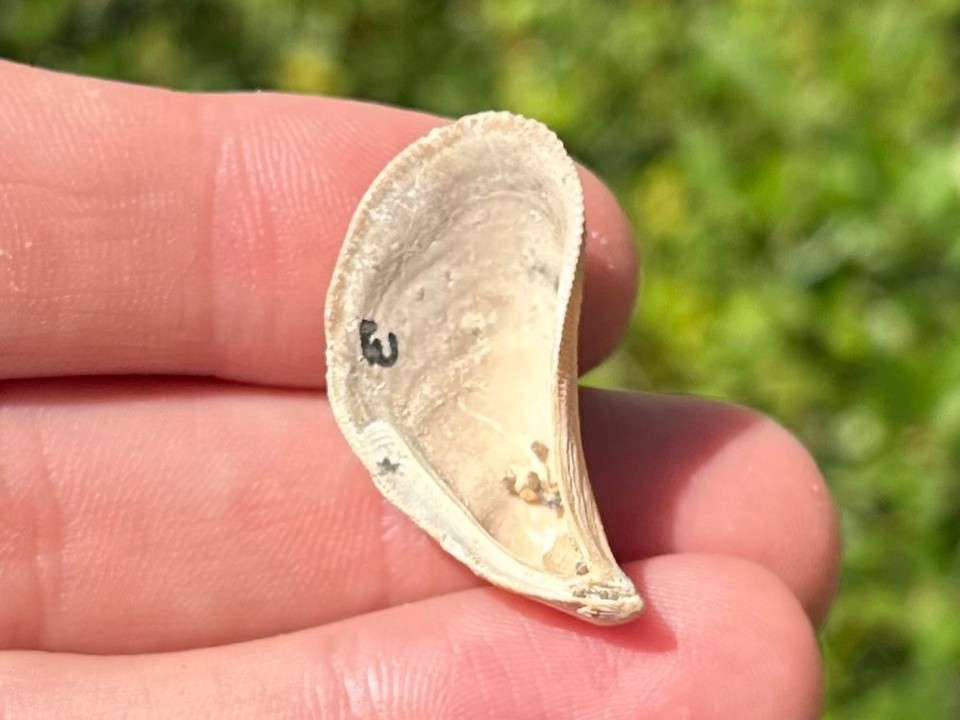 California Fossil Bivalve Septifer bifurcatus Pleistocene Mytilidae ...