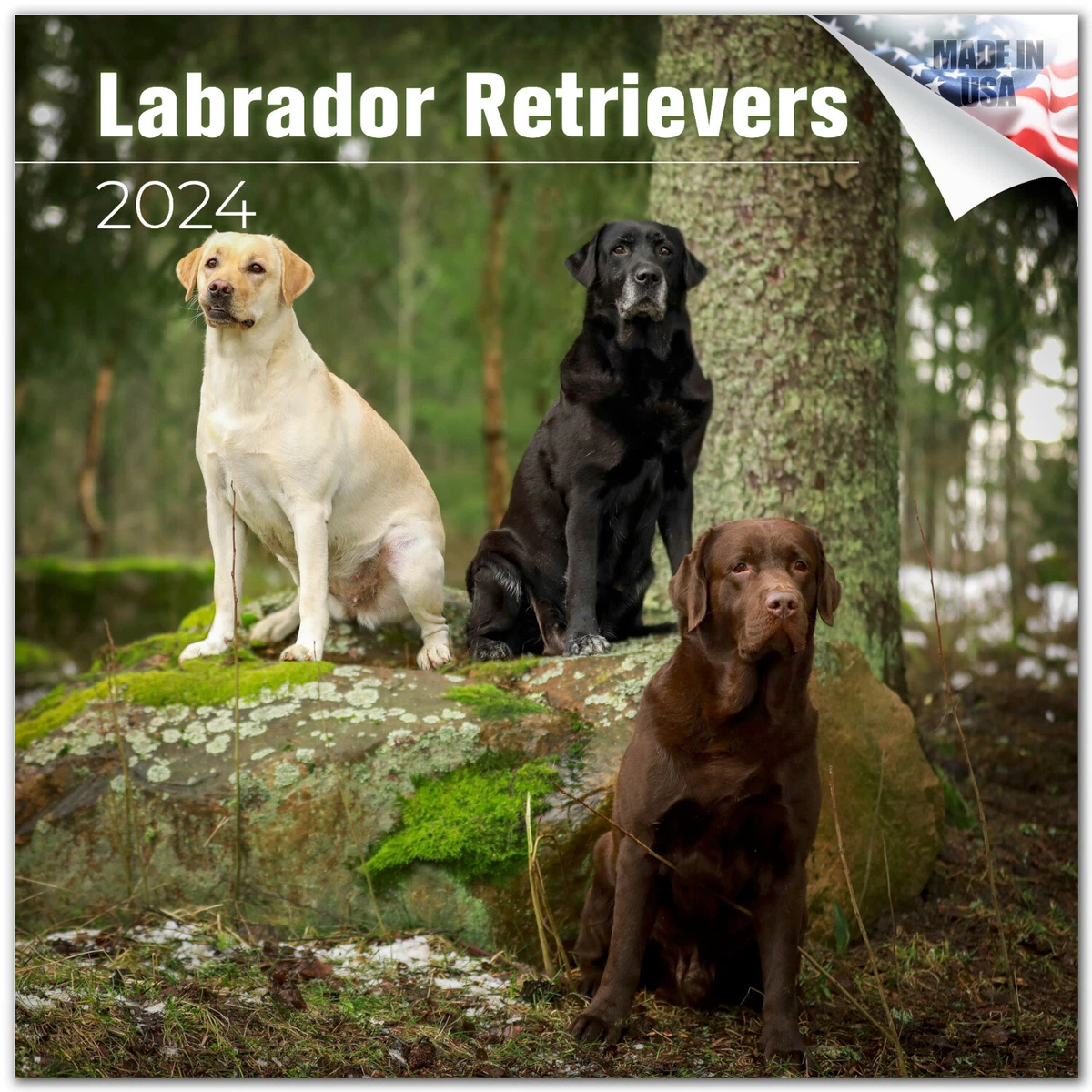 Labrador Retriever Mix Size