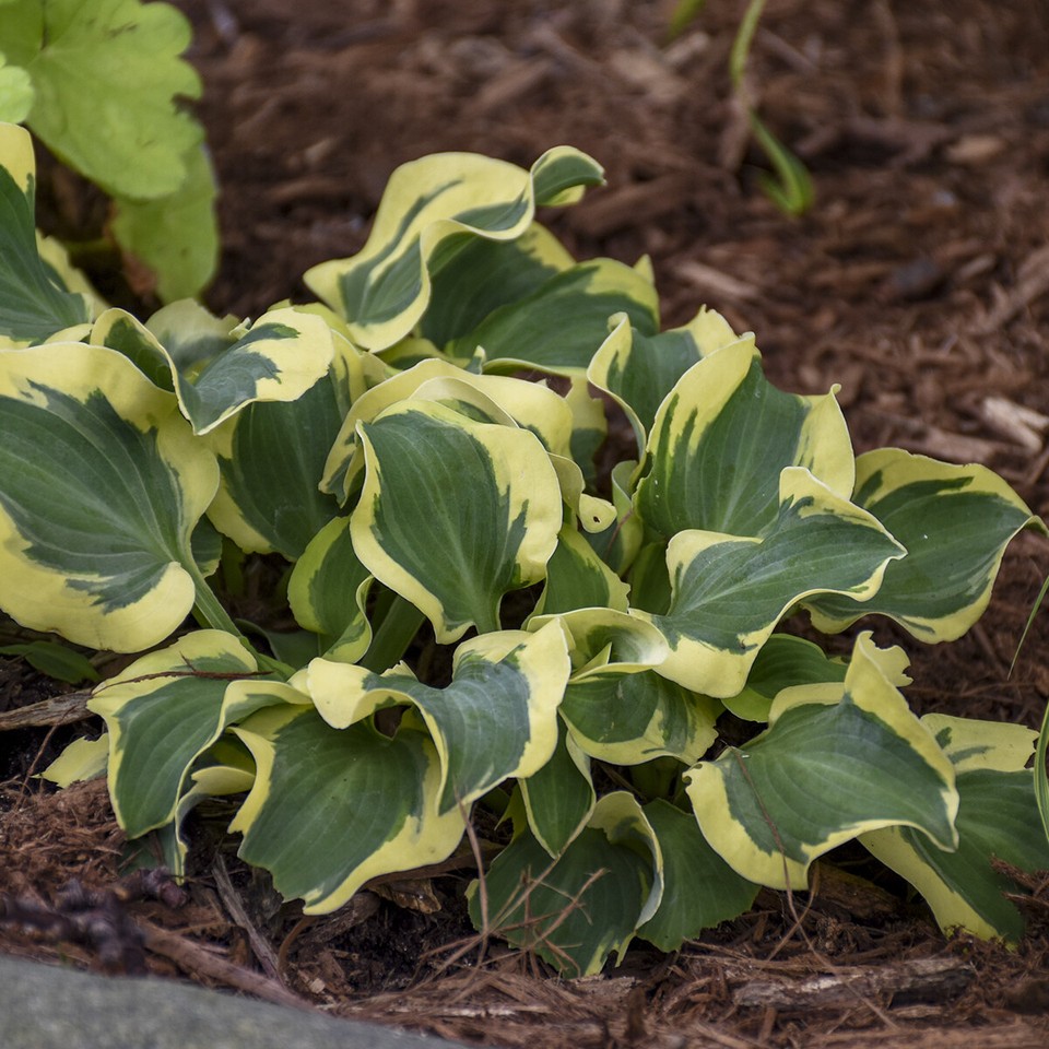 MINI Hosta BLUE MINI SKIRT miniature foliage perennial shade plant | eBay
