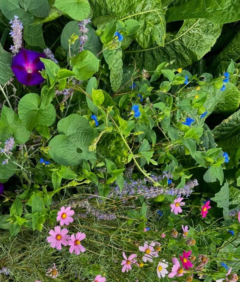 30+ Asiatic Dayflower Herb Seeds (Commelina communis) Organic, Heirloom ...