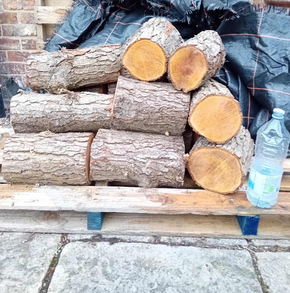 17 Premium Acacia Logs Woodturning Lathe Woodworking Fire logs Hardwood ...