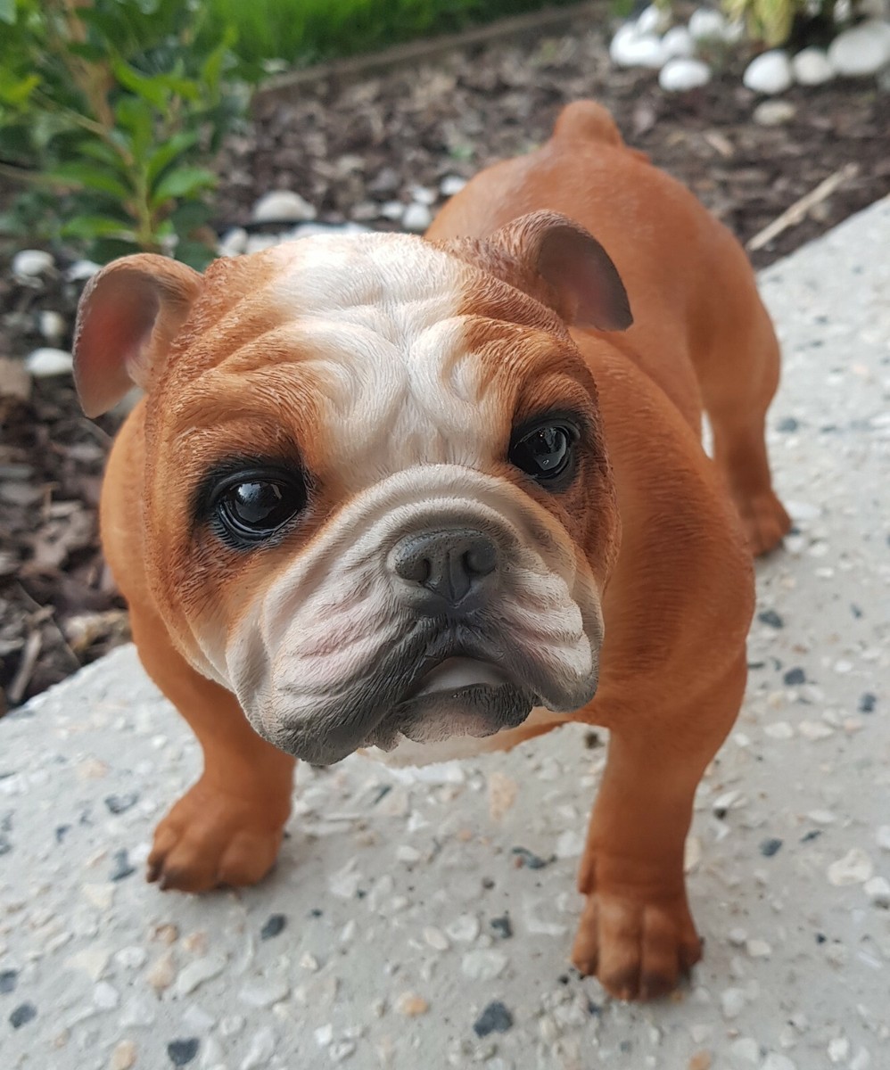 Muscular Bulldog
