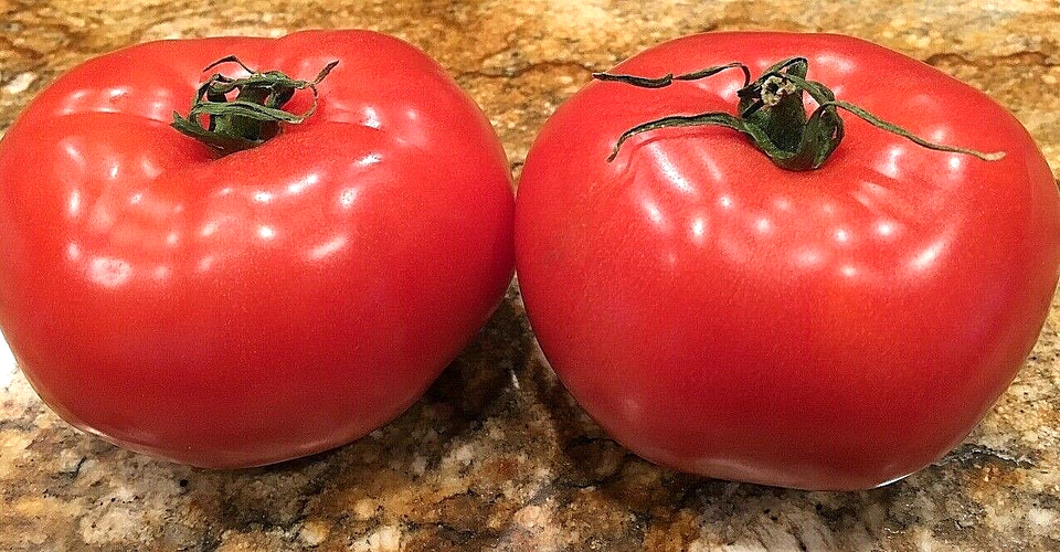 200+ TOMATO ALL-AMERICAN SEEDS GIANT BEEFSTEAK MASSIVE FRUITS HEIRLOOM ...