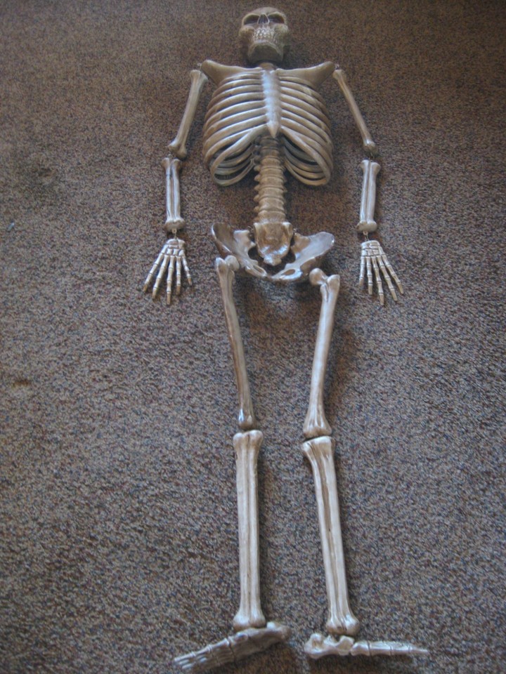 POTTERY BARN 6' SKELETON ^^ ORIGINAL BOX | eBay
