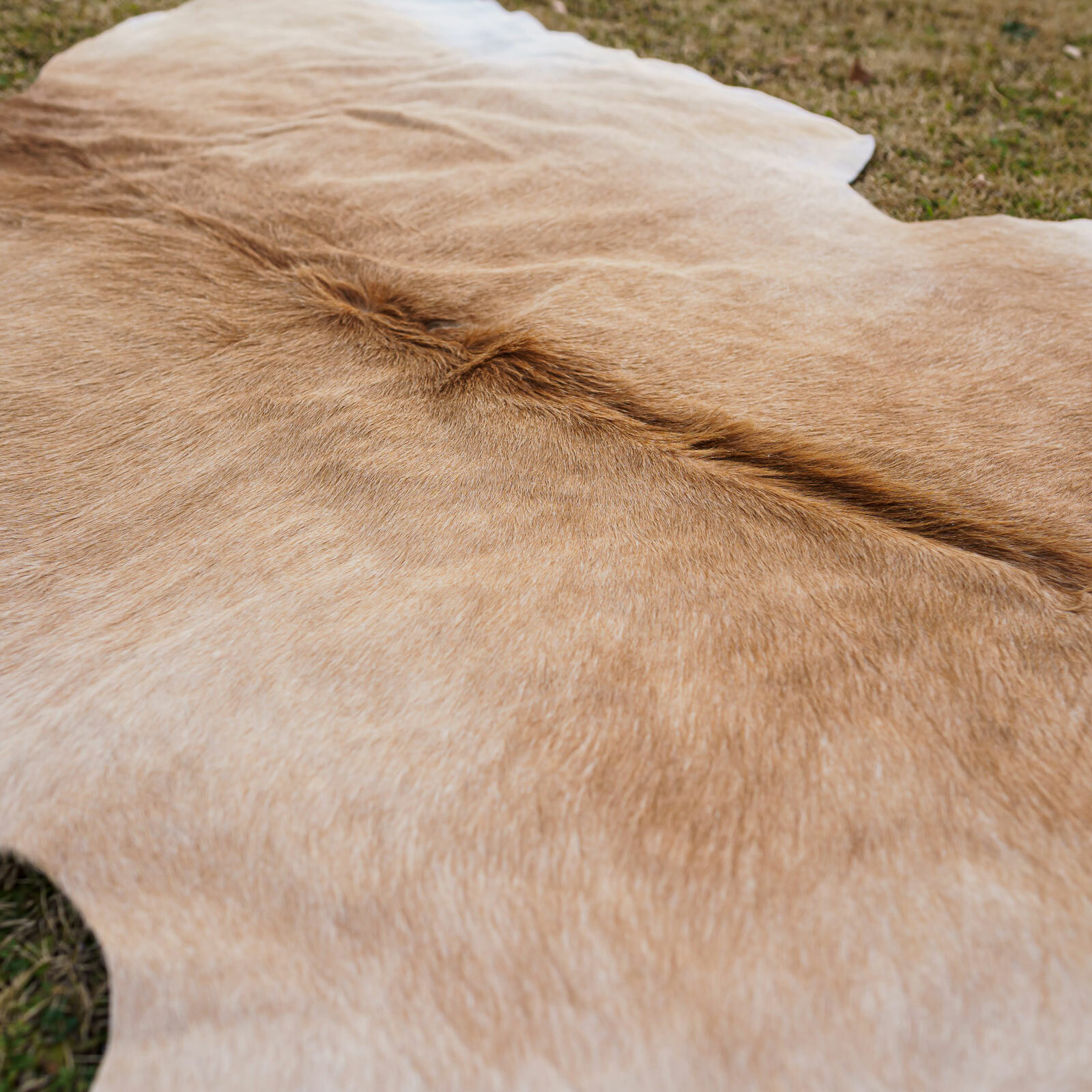 Real Cowhide rug, large cow hide, hair on leather, solid beige, 84 ...
