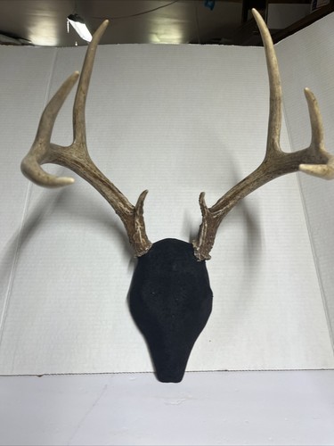 Wild Nice 9 Point Whitetail Buck Deer Antler Rack Horn Man Cave Decor ...