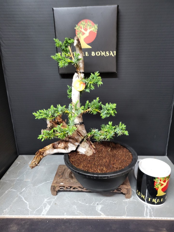 (41R)Tanuki Needle Juniper Bonsai Tree Shohin Size | eBay UK