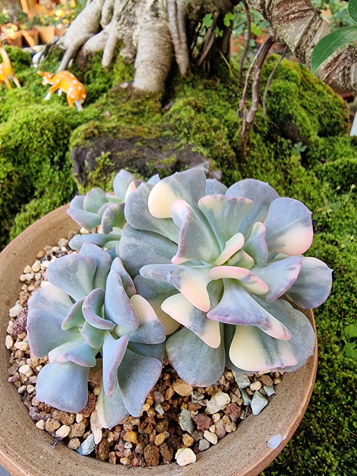 Cobic Frost Variegated Rare Collector's Succulent Multiple Heads | eBay