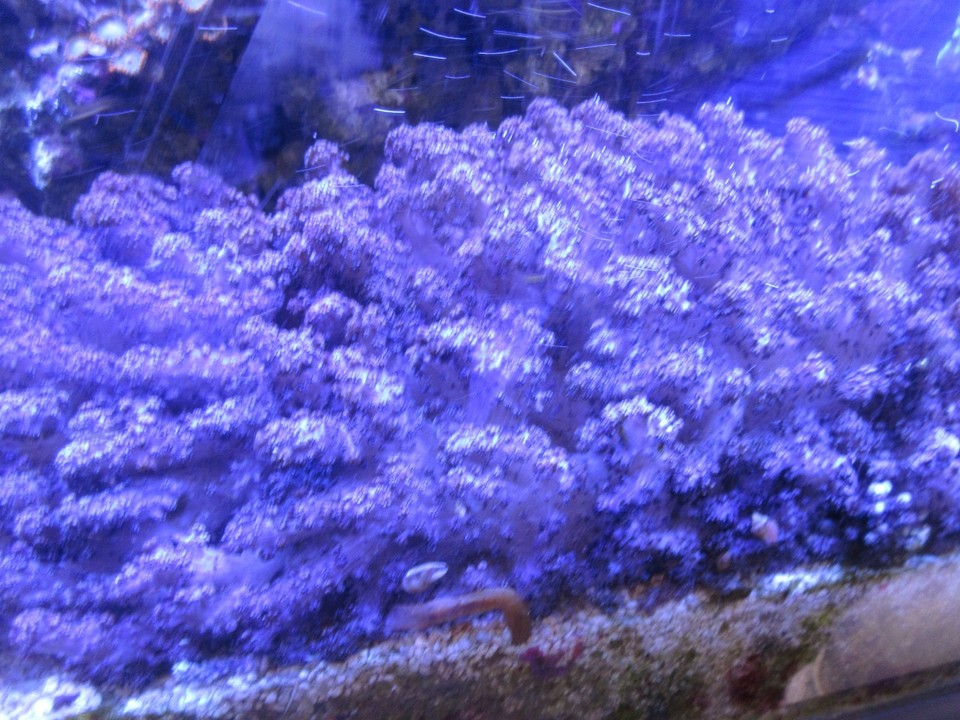 live coral frag pack, 3 corals | eBay