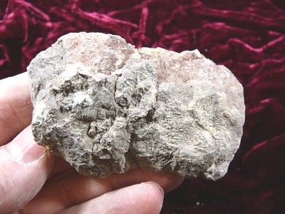 (PP508-27) 4 oz Real Fossil Crocodile croc POOP doo doo Triassic era ...