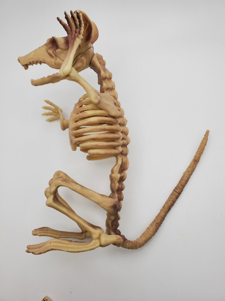 Skeleton Rat 7" Halloween Decor Adjustable Mouth Open Or Closed Life ...