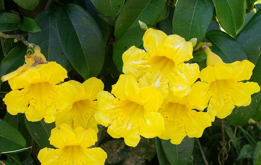 BIGNONIA "YELLOW" CROSSVINE*Rooted Starter Plant*USA SELLER*ATTRACTS ...