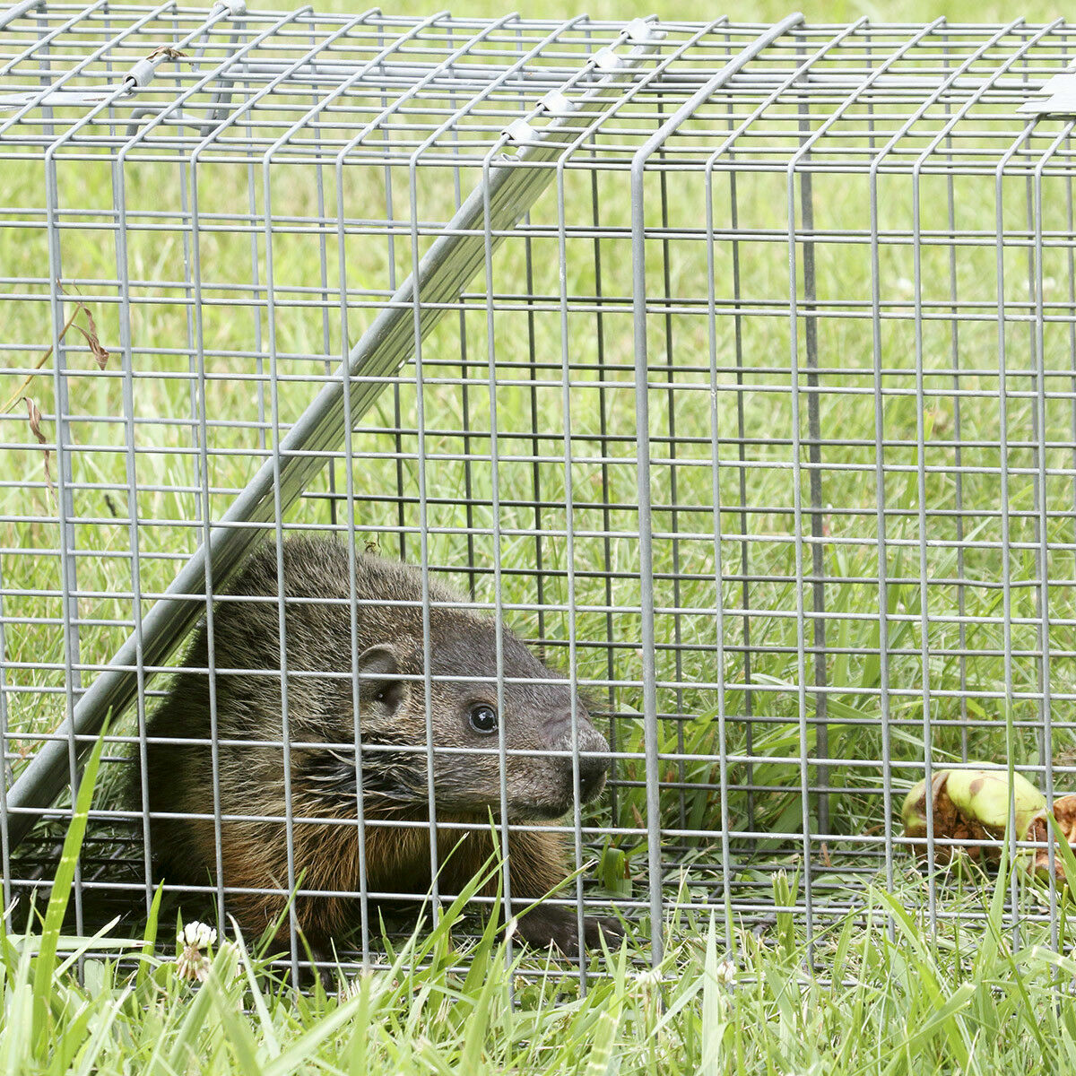 Costway 48" x 50' 1/2inch Wire Fence Mesh Cage Roll 19 Gauge Galvanized ...