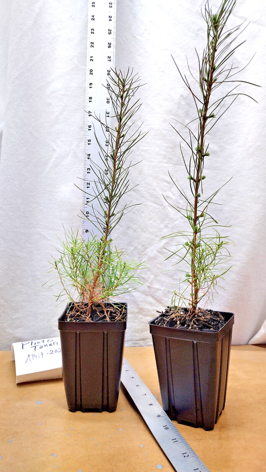 Western Larch tree in small nursery pot. Larix occidentalis. Western ...