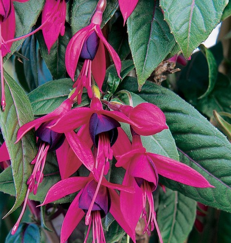 6 Hardy Climbing Fuchsia Lady Boothby Perennial Shrub Plug Plants | eBay UK