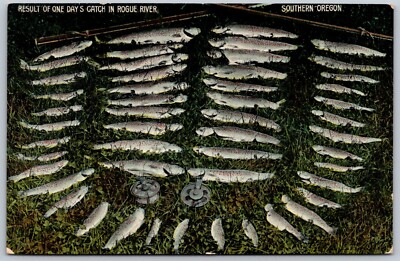 Postcard OR Southern Oregon One Days Catch Rogue River Trout Fish Fly ...