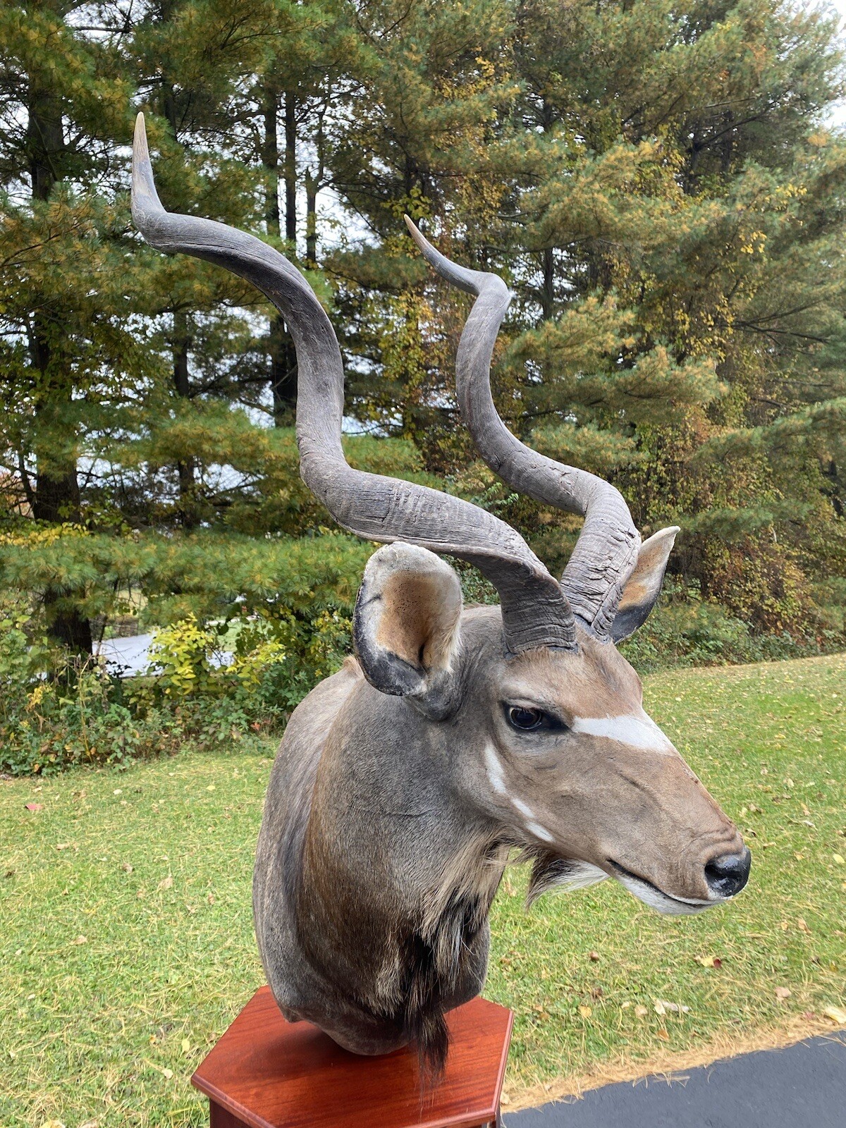 African Greater Kudu Pedestal Mount Taxidermy Authentic Genuine Kudu | eBay