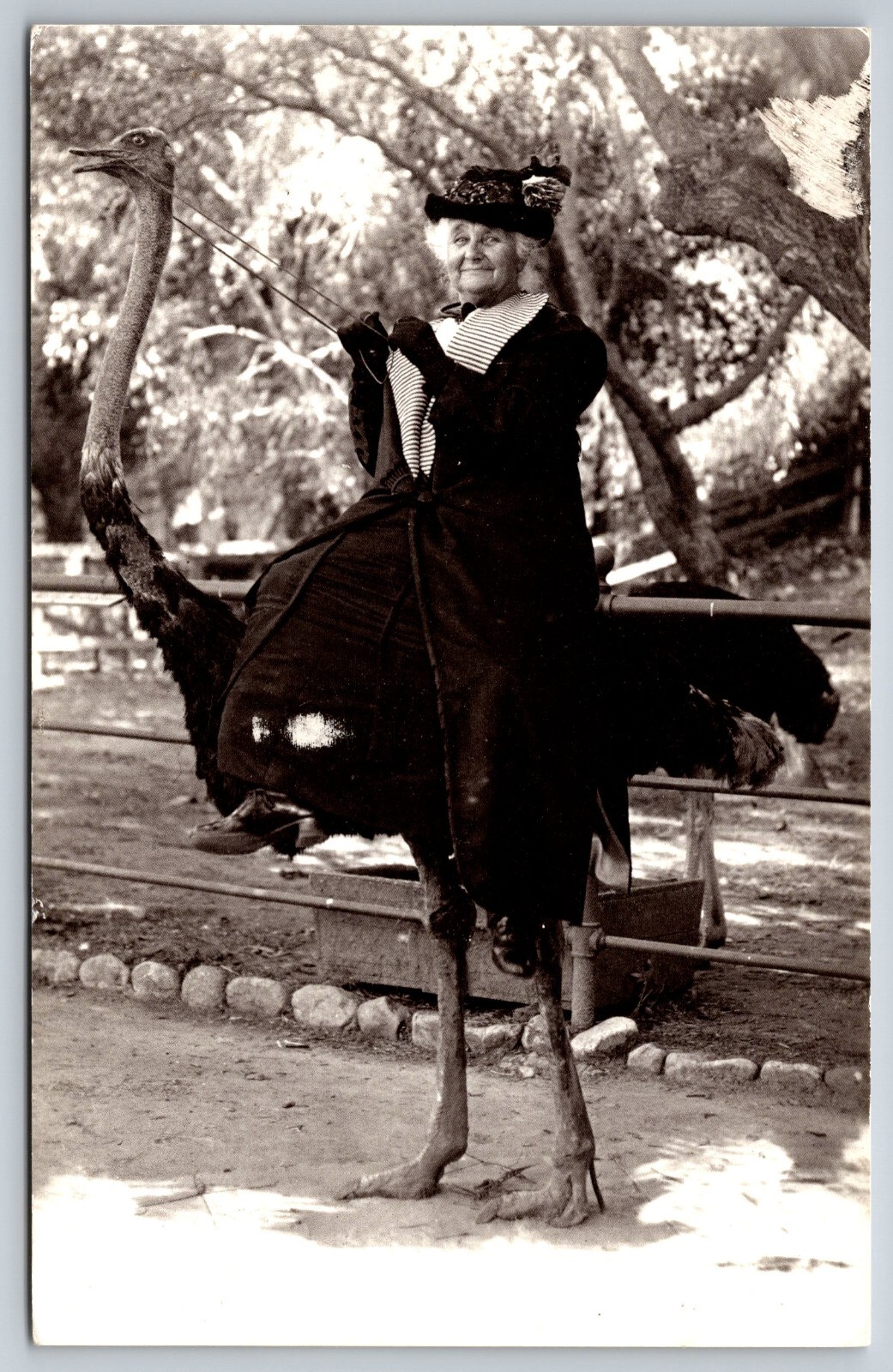 Postcard Ostrich Annie Old Woman Riding Bird c1994 12G | eBay