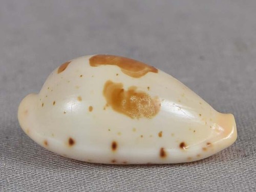 SEASHELL CYPRAEA SAULAE Gem 21.6 mm | eBay