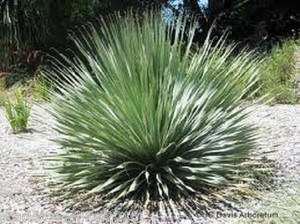 Dasylirion wheeleri Desert Spoon, Blue Sotol Succulent Shrub very hardy ...