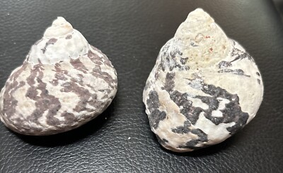 2’ West Indian Top Shell Cittarium pica Seashell 2.5” Shell | eBay