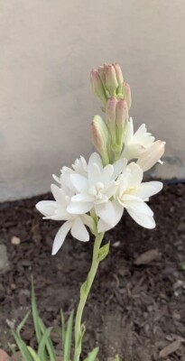 2 Single Bulbs Small/Medium Mix Rooted & Sprouted Tuberose Bulbs Ready ...