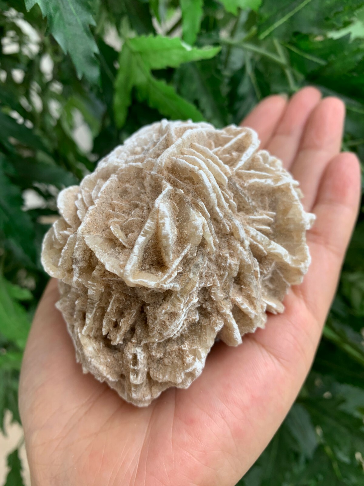 Extra Large Desert Rose Selenite, 1.5-4 Inches Desert Gypsum Rose, Pick ...