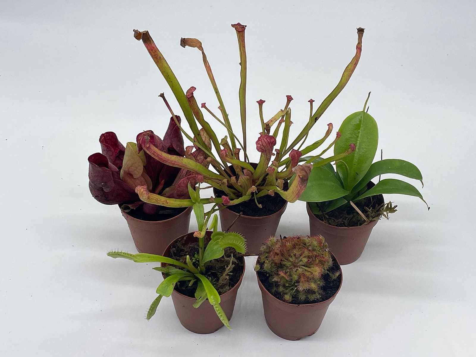 Carnivorous Plant Assortment Set, All Different Plant Species, 5 Live ...
