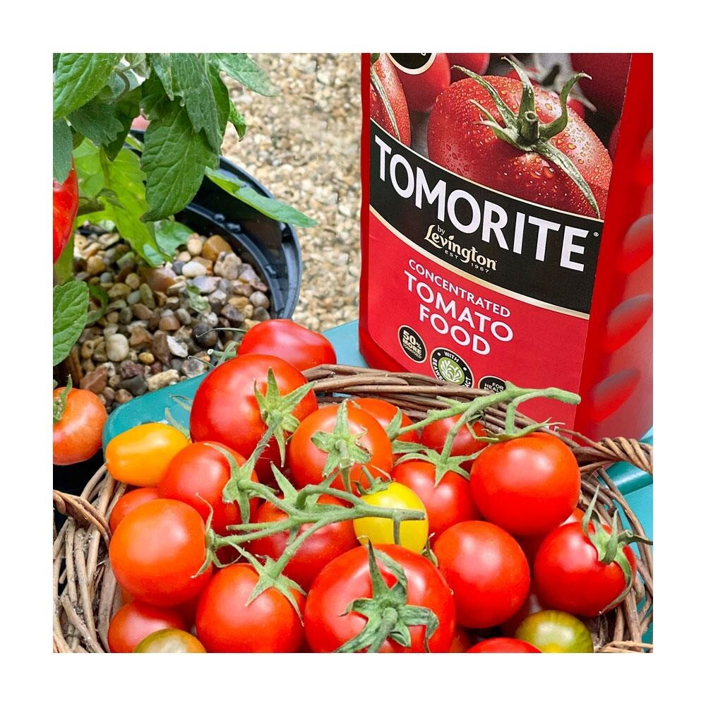 1.2L Levington Tomorite Liquid Concentrate Tomato Feed Food Pot Plants ...