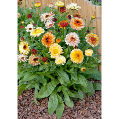 20 CALENDULAR Playtime Mixed SEEDS Hardy Annual Yellow Blush Flower ...