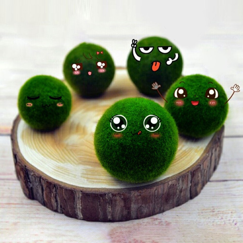 10PC Green Marimo Moss Ball Cladophora Live Aquarium Water Plant ...