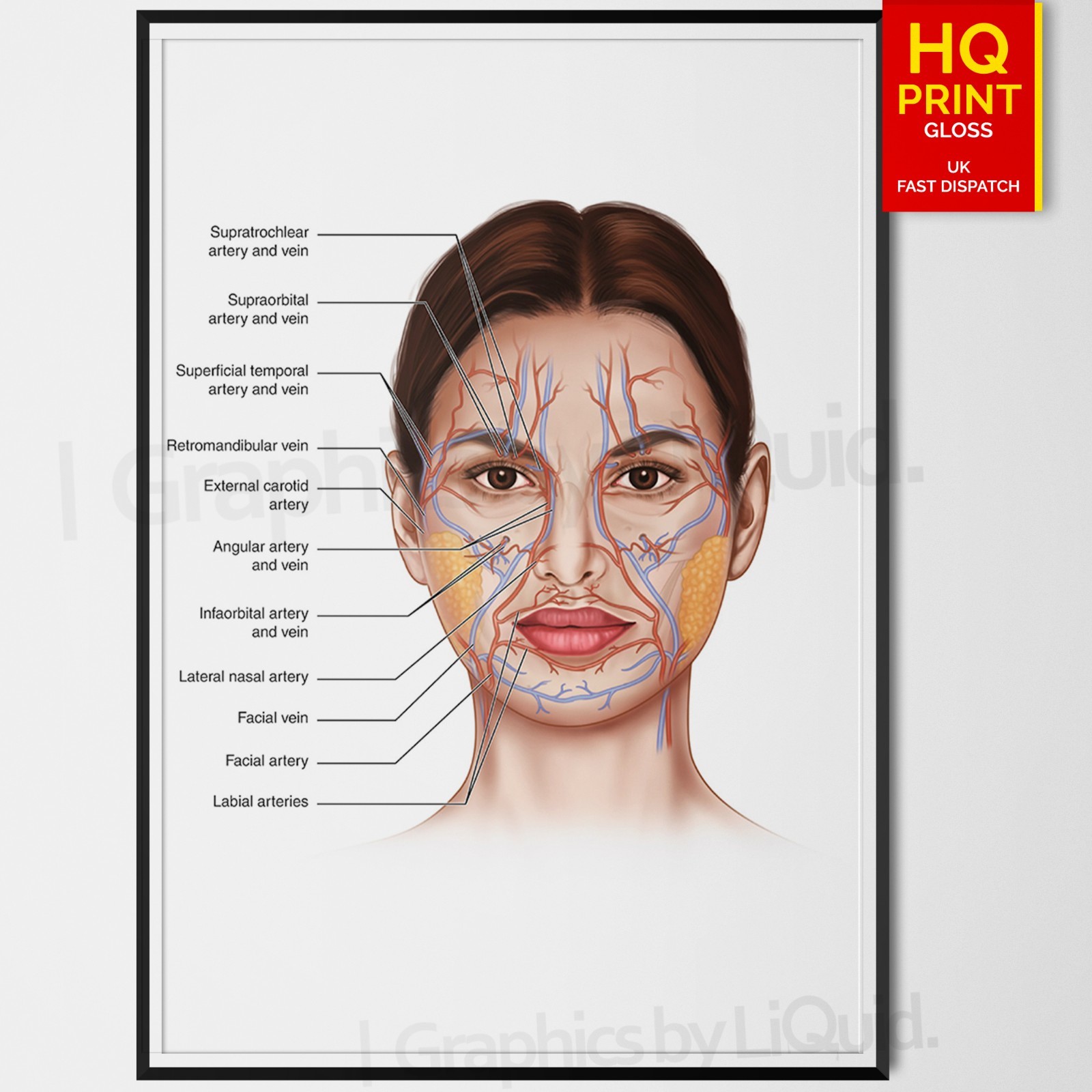 FACE ANATOMY MUSCLE VEINS Detailed EDUCATIONAL SCIENCE poster print A4 ...