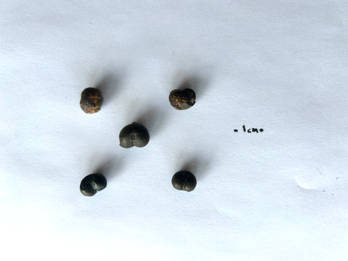 Trachycarpus sp. 'Kinla Hill' Kinla Fan Palm 5 Super Fresh Seeds | eBay UK