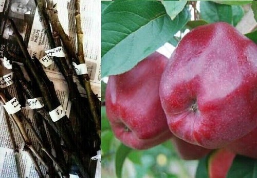 5x CUTTINGS GLOSTER APPLE TREE Malus Domestica RARE RED SCIONS STICKS ...