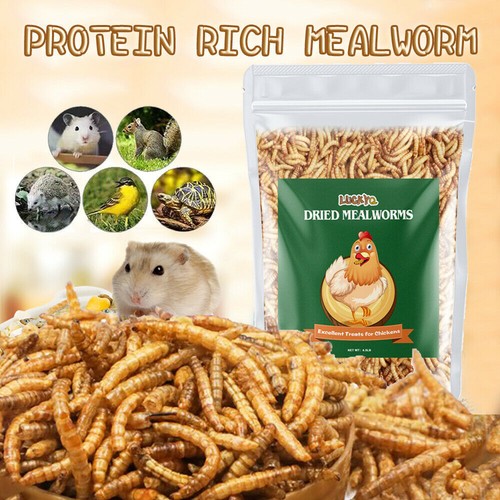 Lot Bulk Dried BSF worms for Wild Birds Food Chickens Hen Fish Treats ...