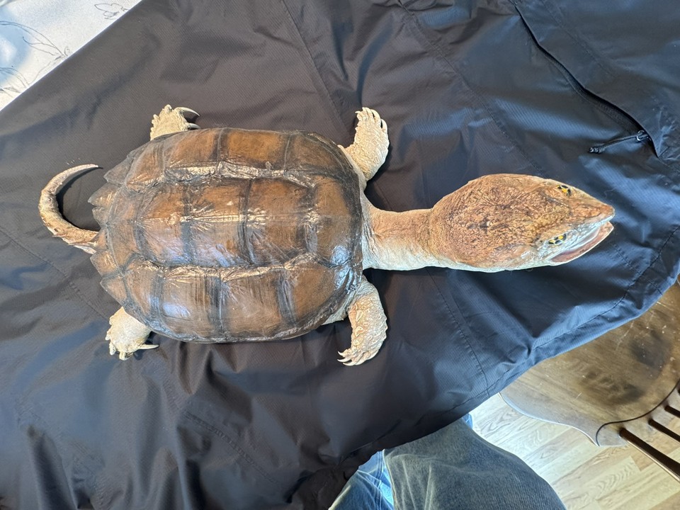 Taxidermy Mount Pastel Snapping Turtle Great Details | eBay
