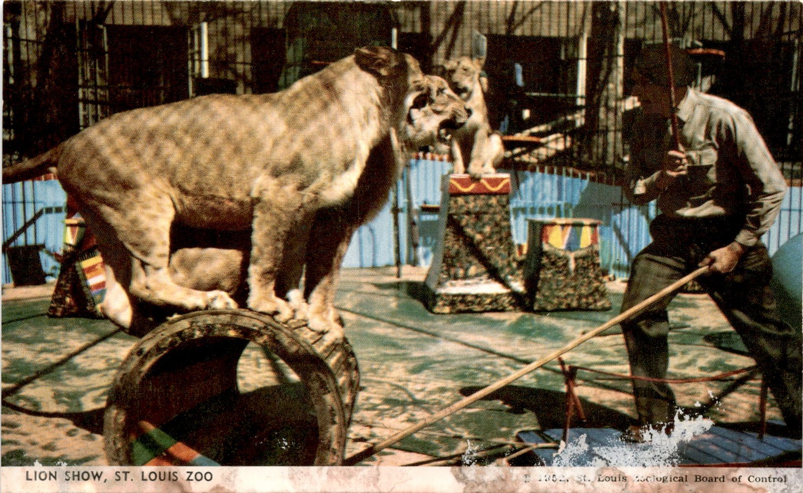 LION SHOW, ST. LOUIS ZOO, St. Louis, Lion Show, St. Postcard | eBay
