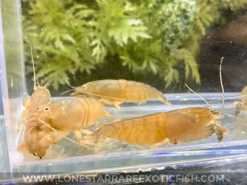 Vampire Shrimp / African Filter Shrimp / Atya gabonensis - Live ...