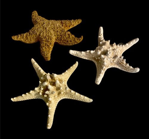 Starfish Lot Real Naturally Dried Very Rare and Exotic | eBay