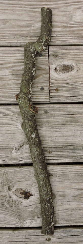 20" Hickory Wood Stick Wand Bird Perch Carving Blank Crafts Crooks 1"D ...