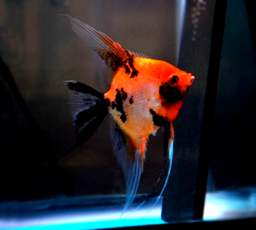 1 Red Devil Angelfish TANK BRED!! HIGH QUALITY!! Angelfish SUPER RED ...