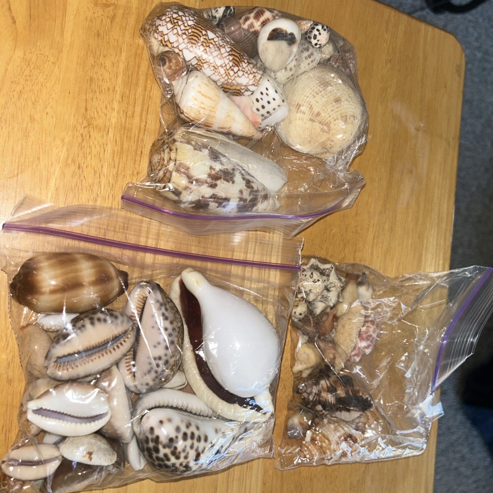 Bag Of Miscellaneous Sea Shells For Crafts or Home Decor | eBay