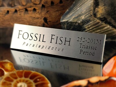 FOSSIL FISH DISPLAY NAME PLATE - EXHIBIT ARTIFACT LABEL-MUSEUM QUALITY ...