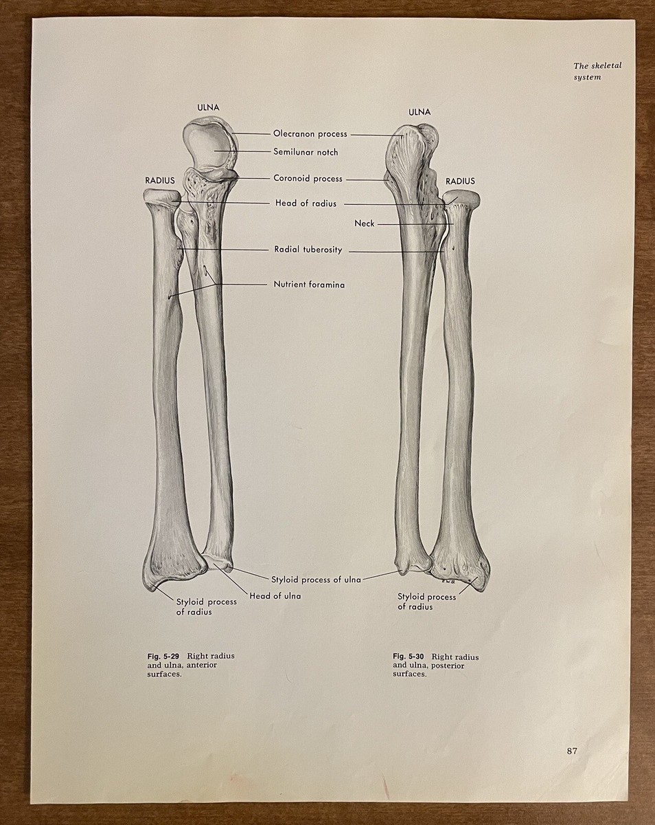 Ulna And Radius Diagram Measuring The Radius And Ulna. Measurements