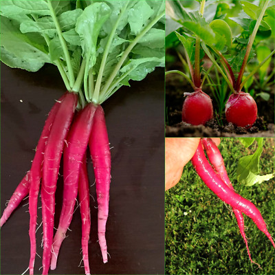 RADISH Fire Candle 100+Seeds GROW Bulk VEGETABLES Autumn WINTER Spring ...