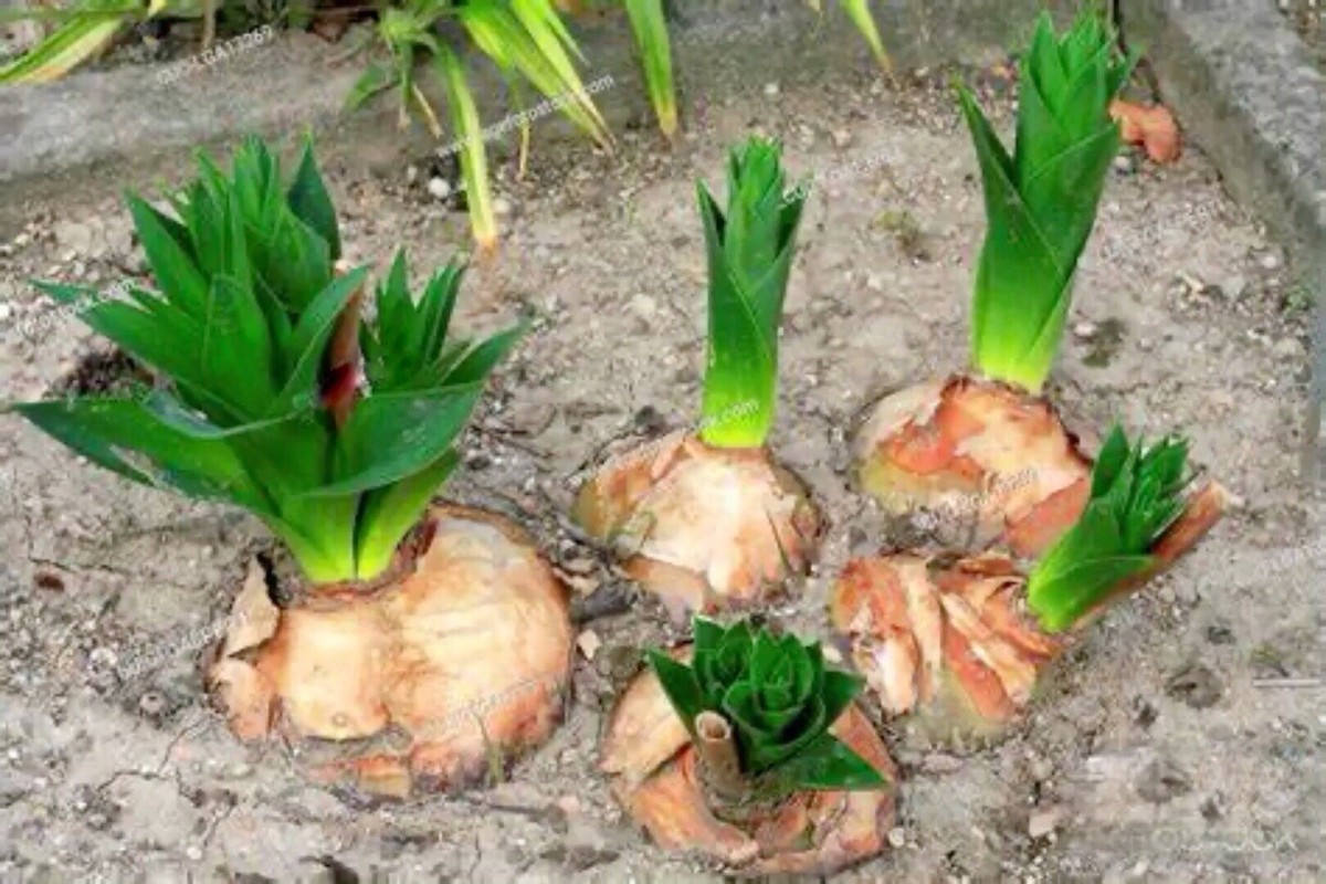 Urginea Maritima Bulbs For Sale