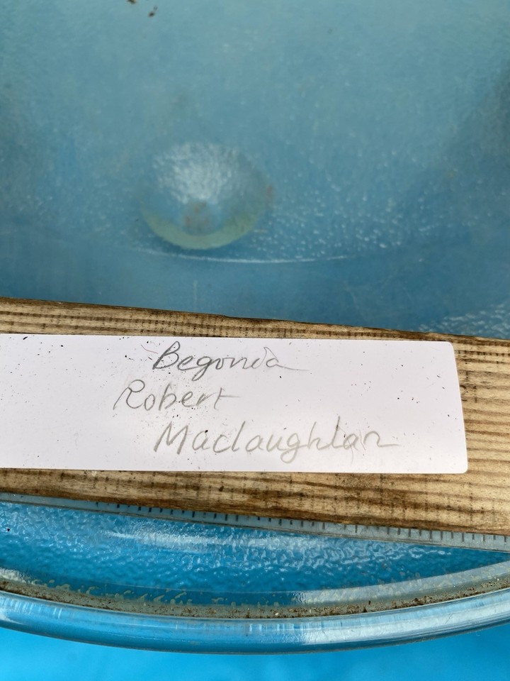 Begonia Robert McLachlan Pink Silver Glossy Foliage Easy Care ...