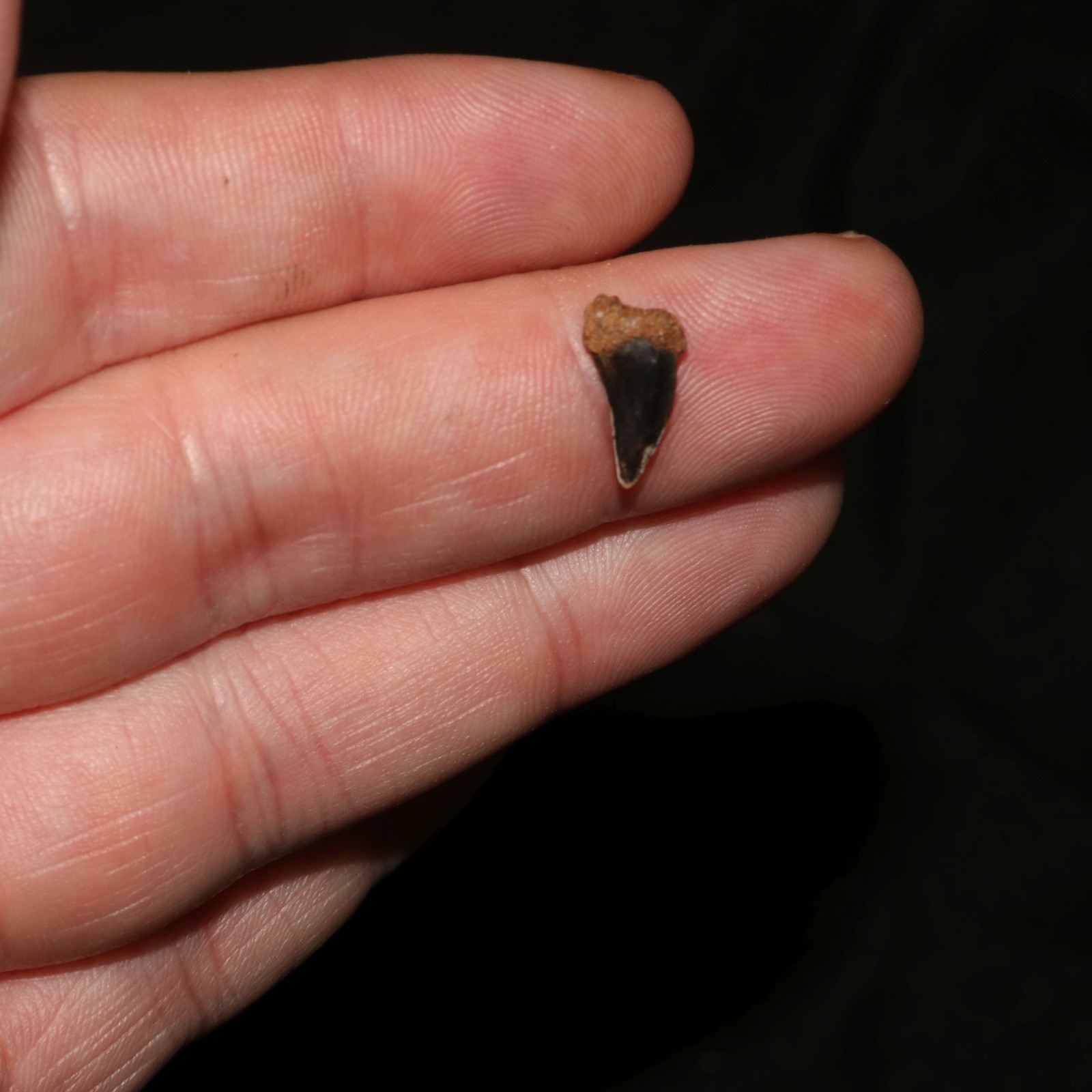 Serrated Shark Tooth (Dinosaur Age) VERY RARE of Hell Creek Formation ...